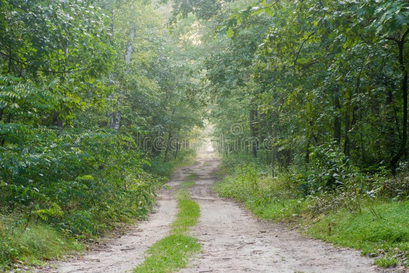 Dirt road in forest stock image. Image of direction - 124709653