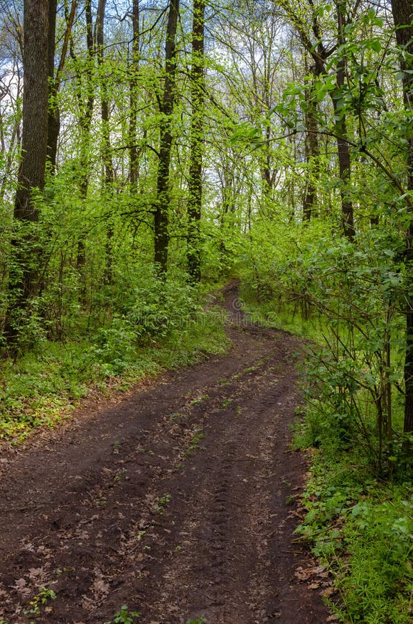 Dirt road in the forest stock photo. Image of forest - 182717474