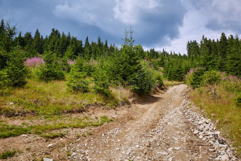 Dirt road in the forest stock photo. Image of natural - 58791856