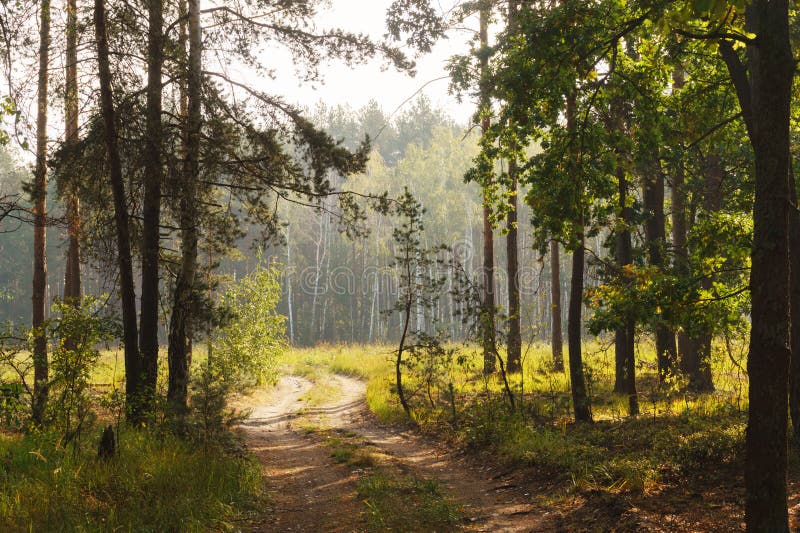 Dirt Road from the Forest To the Glade Stock Image - Image of ...