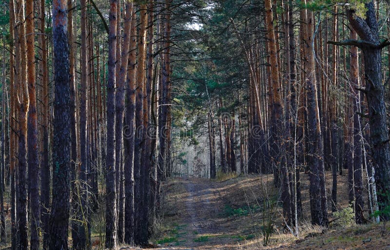 Dirt road in the forest stock image. Image of ukraine - 275147141