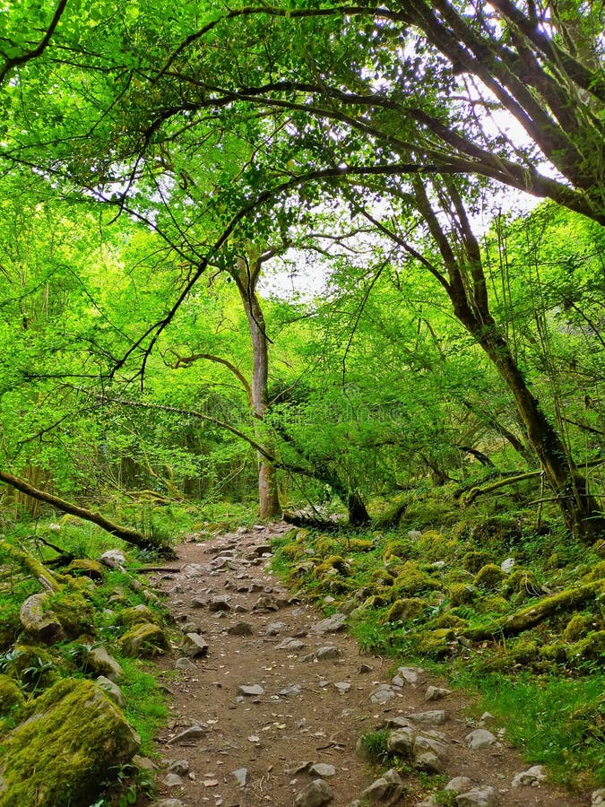 Dirt Road Formed between Trees in the Middle of the Forest. Stock Image ...
