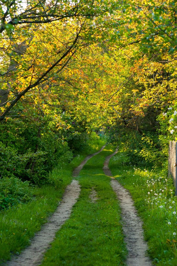 Dirt Road in the Garden in the Spring Stock Image - Image of spring ...
