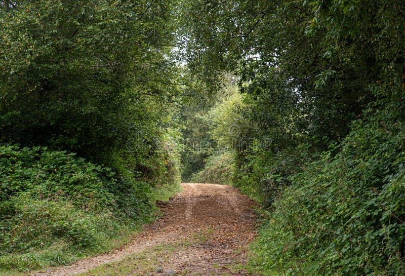 Dirt Road that Goes into the Lush Nature Stock Image - Image of path ...