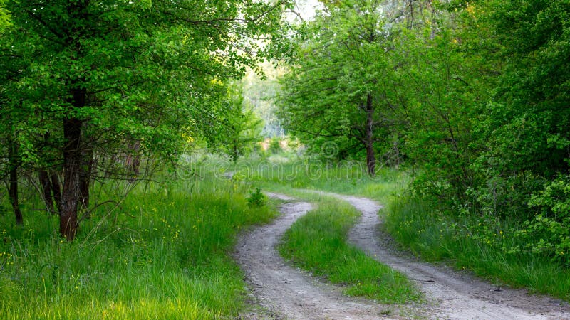 Dirt road in green forest stock image. Image of summer - 92406487