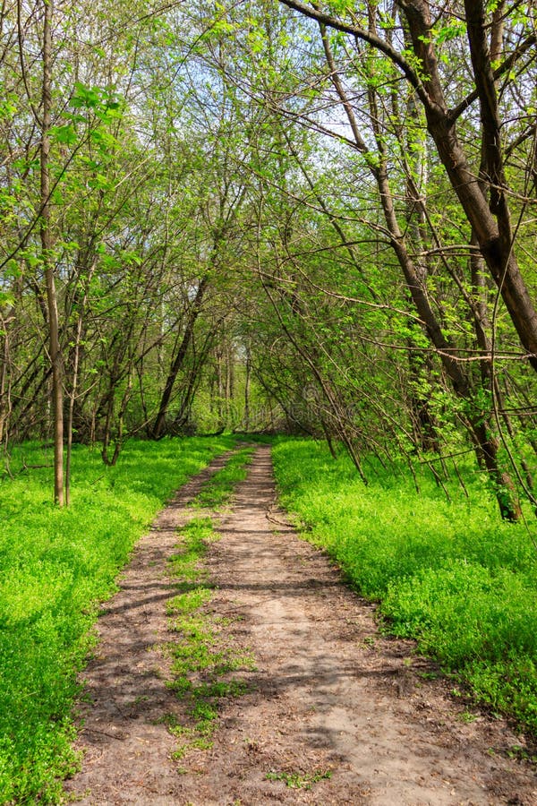 Dirt Road in Green Forest at Spring Stock Photo - Image of lane, ground ...