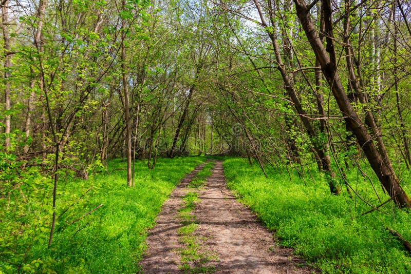 Dirt Road in Green Forest at Spring Stock Image - Image of hiking ...