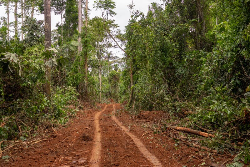 Dirt road inside a forest stock image. Image of brazilian - 276623619