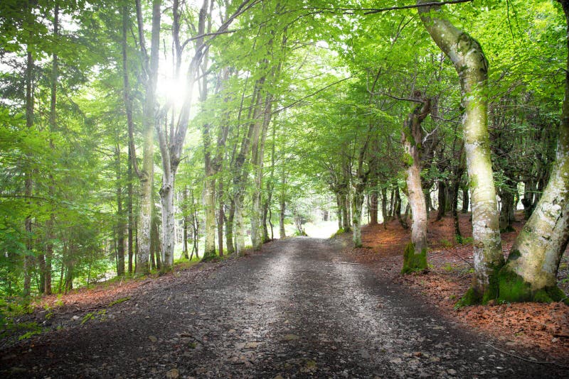 Dirt Road Inside the Forest Stock Image - Image of path, tourism: 111183847