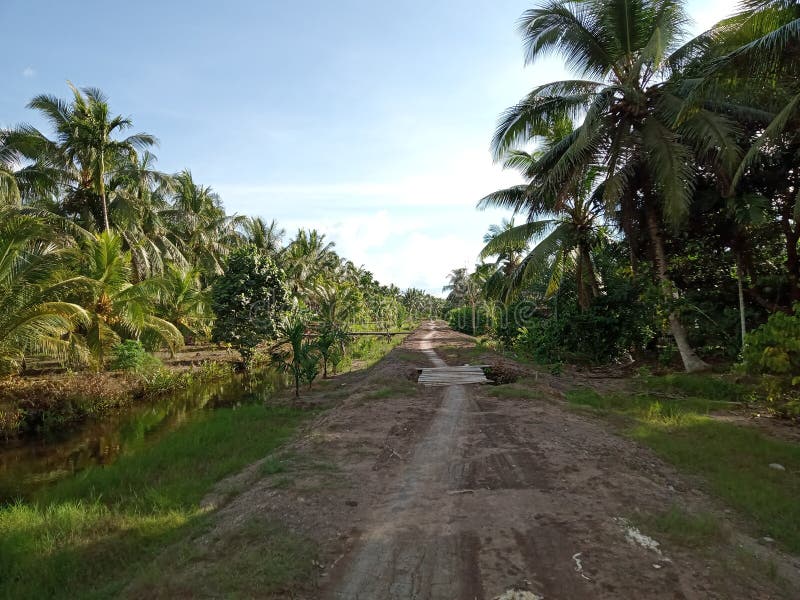 Dirt road Karang Anyer stock image. Image of dirt, forest - 235296231