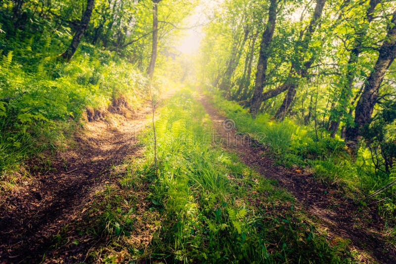 Dirt Road into Light stock photo. Image of road, blur - 76208392