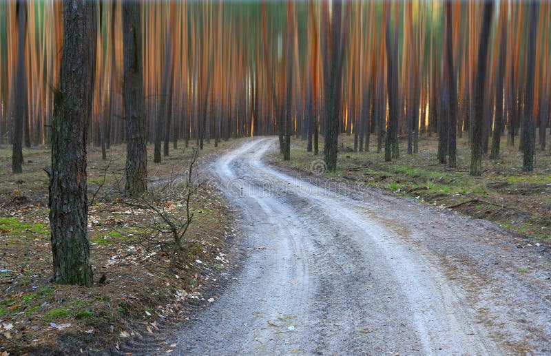 Dirt road in forest stock image. Image of dark, forest - 63844509