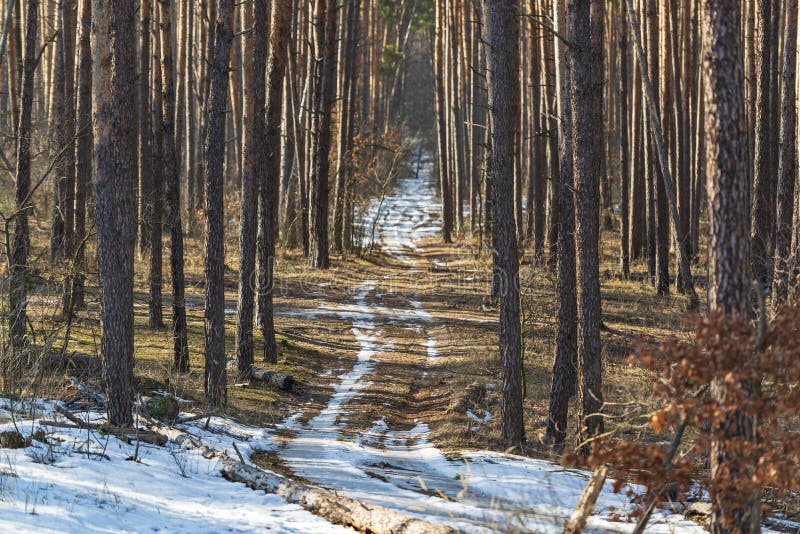 Dirt Road with Melting Snow Stock Photo - Image of green, beautiful ...