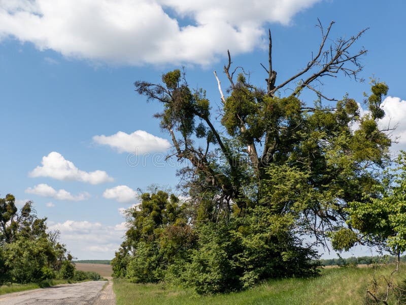 A Dirt Road in the Middle of a Grassy Field Next To a Tree Stock Photo ...