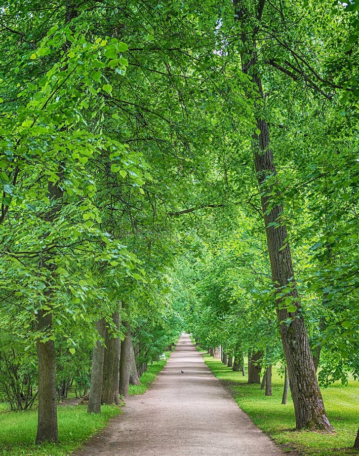 Dirt Road in Middle of an Old Forest Stock Image - Image of landscape ...