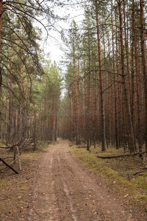 Dirt Road in the Middle of an Old Pine Forest Stock Photo - Image of ...