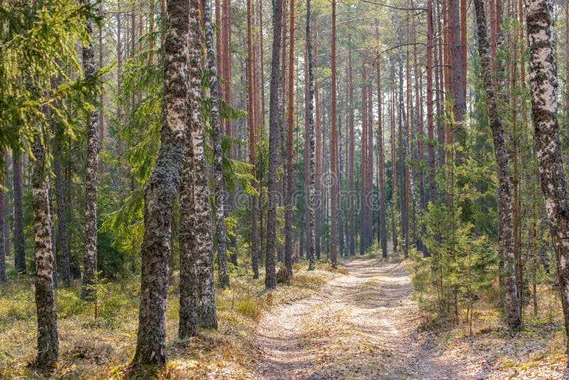 Dirt Road in the Mixed Forest in Early Spring Stock Image - Image of ...