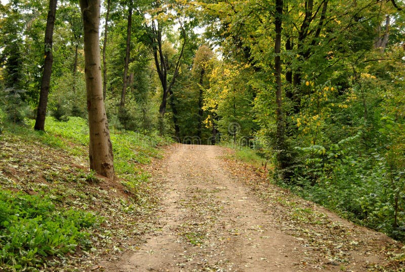 Dirt Road Nature Autumn Trees Stock Photo - Image of nature, natural ...