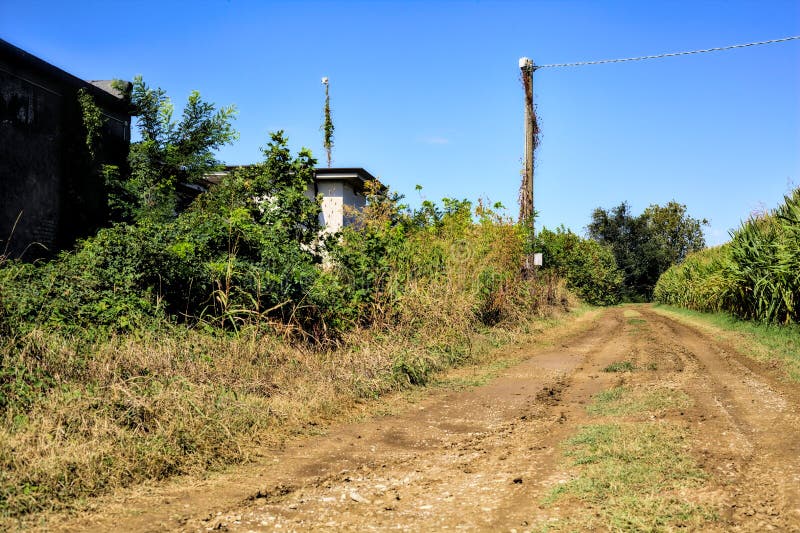 Dirt Road Next To a Corn Field on a Clear Day Stock Photo - Image of ...