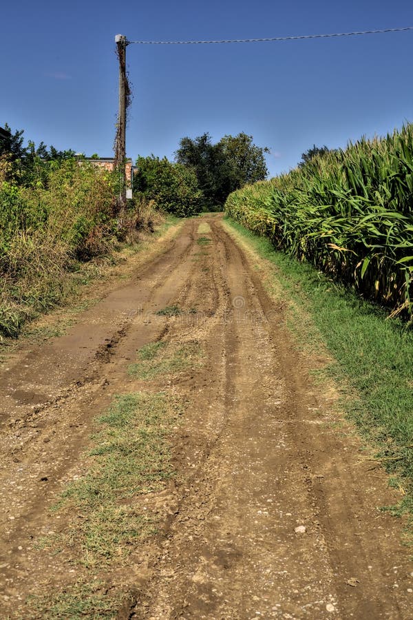 Dirt Road Next To a Corn Field on a Clear Day Stock Image - Image of ...