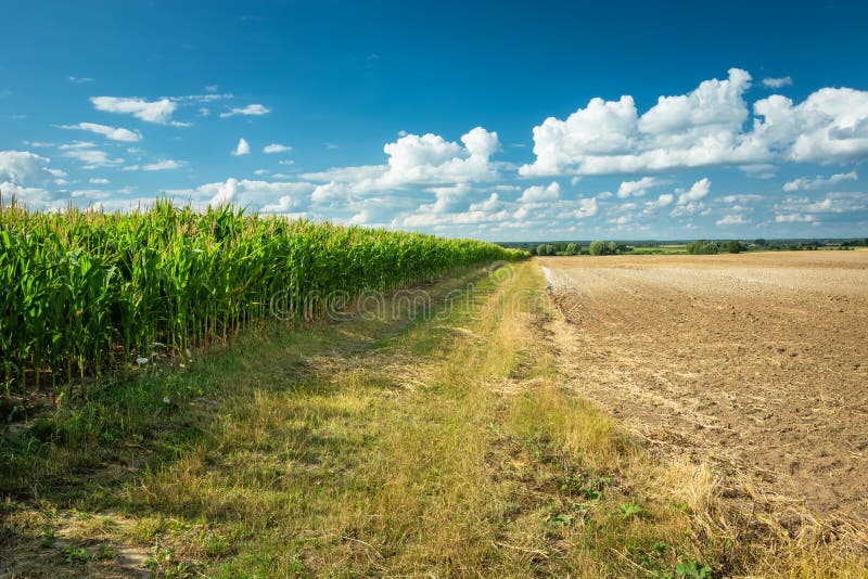 Dirt Road Next To a Corn Field and Plowed Field, White Clouds on a Blue ...