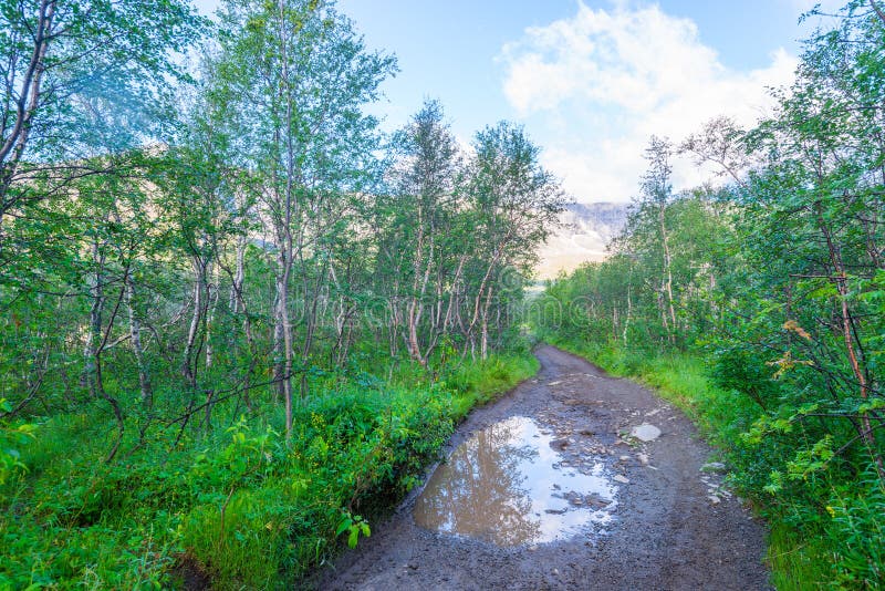 Dirt Road in Northern Stunted Deciduous Forest. Stock Image - Image of ...