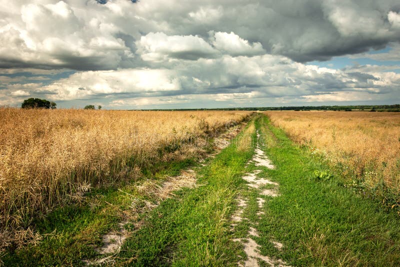 Overgrown Road Completely Surrounded With Large Trees Without Leaves ...