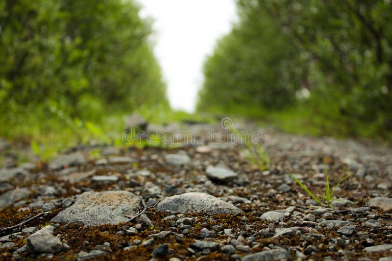 A Dirt Road Overgrown With Grass Stock Photo - Image of small ...