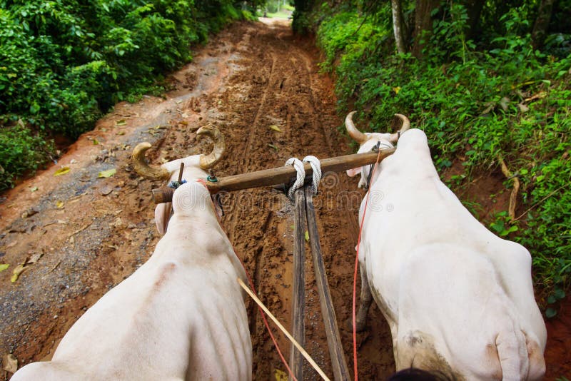 Dirt road oxen cart stock image. Image of trip, travel - 83684055