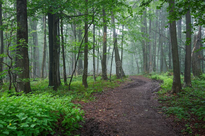 Dirt Road Path through the Forest Stock Image - Image of environment ...