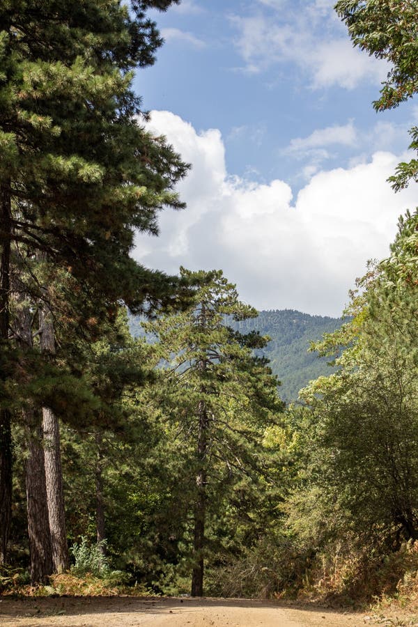 Dirt Road in a Pine Forest on a Sunny Day. Pine Tree on the Road in the ...