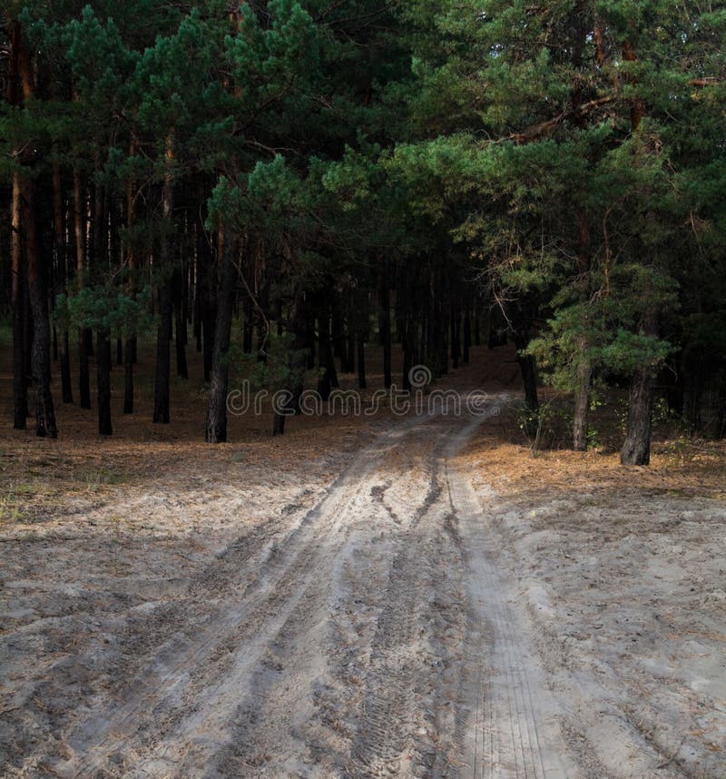 Dirt Road in the Pine Forest Stock Image - Image of branch, nature ...