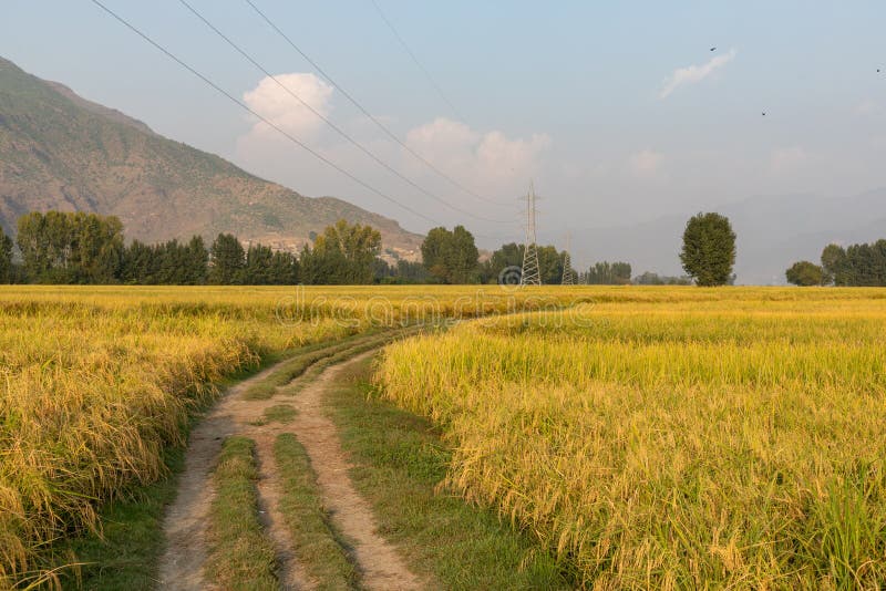 A Dirt Road in the Rice Paddy Fields. Ripe Rice Crop Ready for ...