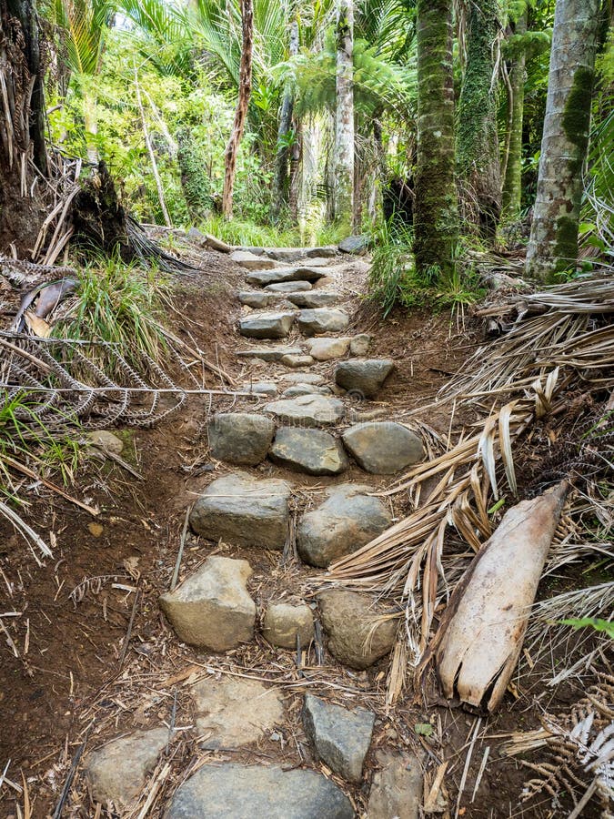 Dirt Road with Rocks in a Tropical Forest for Hiking Stock Photo ...