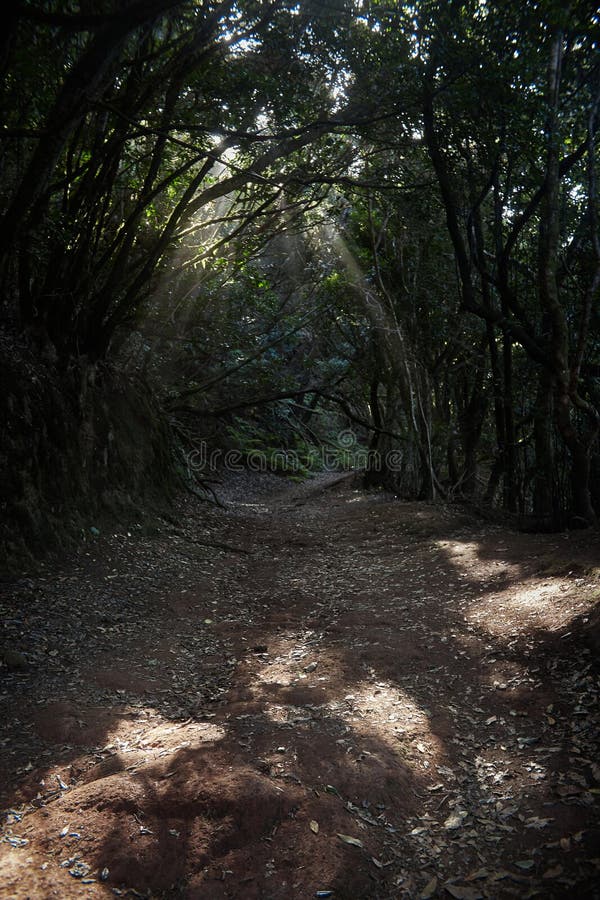 Dirt Road Running through a Dense Forest with Tall Trees Lining Both ...