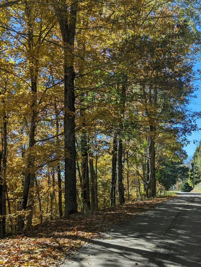 Dirt Road Running through Fall Foliage Stock Photo - Image of road ...