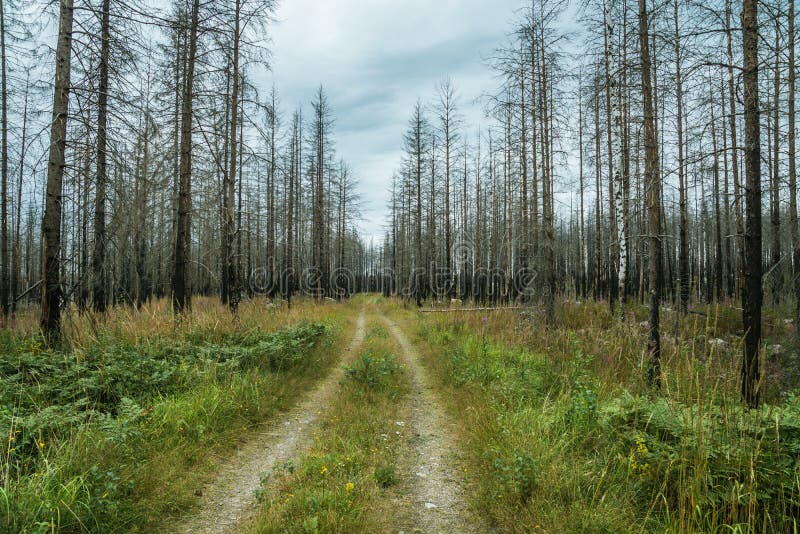 Dirt Road Running through a Large Area of Dead Trees Stock Photo ...