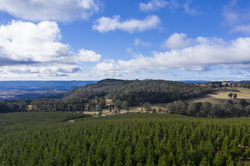 Running Pine Trees in the Forest Stock Photo - Image of wild, cute ...