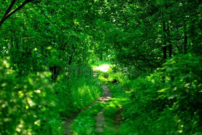 Dirt Road through a Shady Forest Stock Image - Image of hiking, idyllic ...