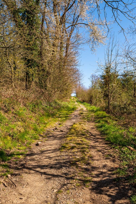 Dirt Road through the Spring Forest Stock Image - Image of landscape ...