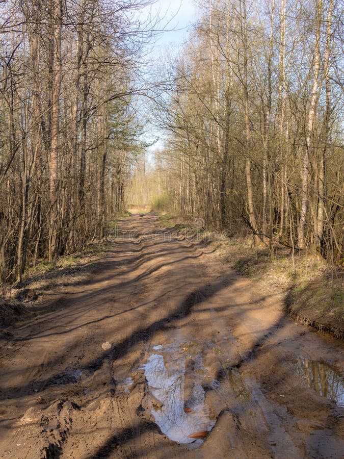 Dirt road in spring forest stock photo. Image of forest - 195476510