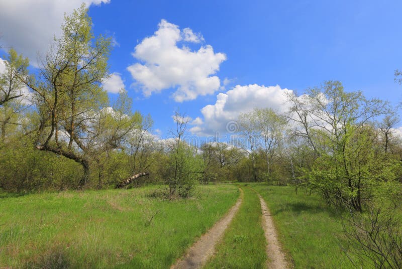 Dirt road in spring forest stock photo. Image of meadow - 219720404