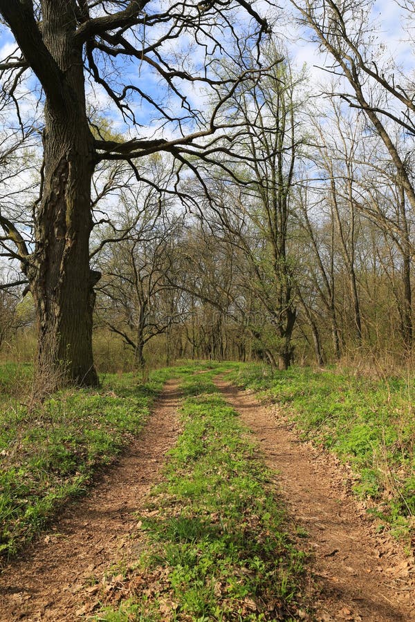 Dirt road in spring forest stock photo. Image of rural - 314051362