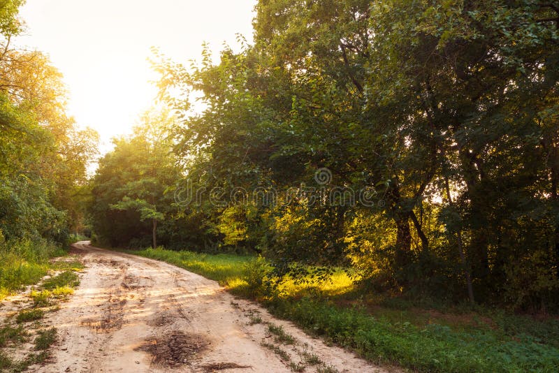 Dirt road in the forest stock image. Image of offroad - 184633195