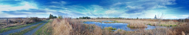 Swamp panorama. stock photo. Image of grass, panorama - 45318136