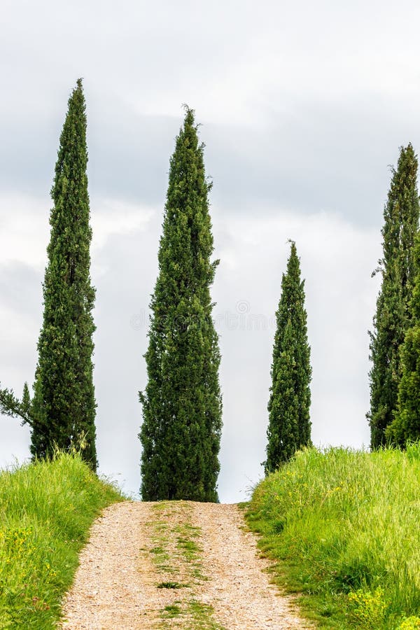 Dirt Road with Tall Cypress Trees in the Country Stock Photo - Image of ...