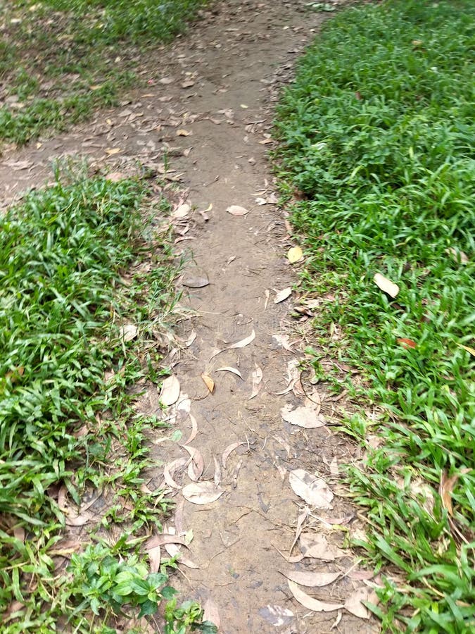 Dirt Road Track Leading To a Forest Stock Photo - Image of unpaved ...