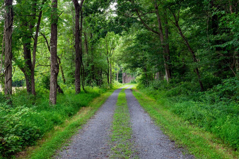 Dirt Road Tracks in the Forest Stock Image - Image of beauty, landscape ...
