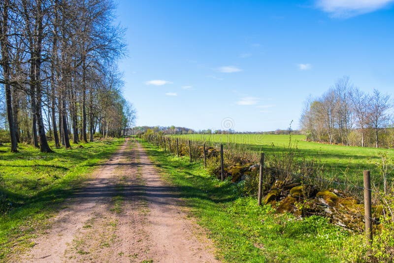 Dirt Road by a Tree Lined Forest in the Countryside Stock Photo - Image ...