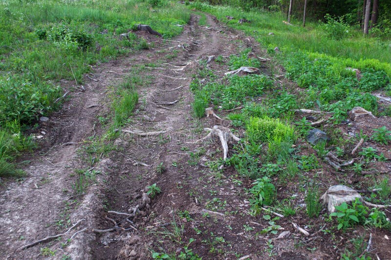 Dirt Road with Tree Roots in Forest Stock Photo - Image of travel ...